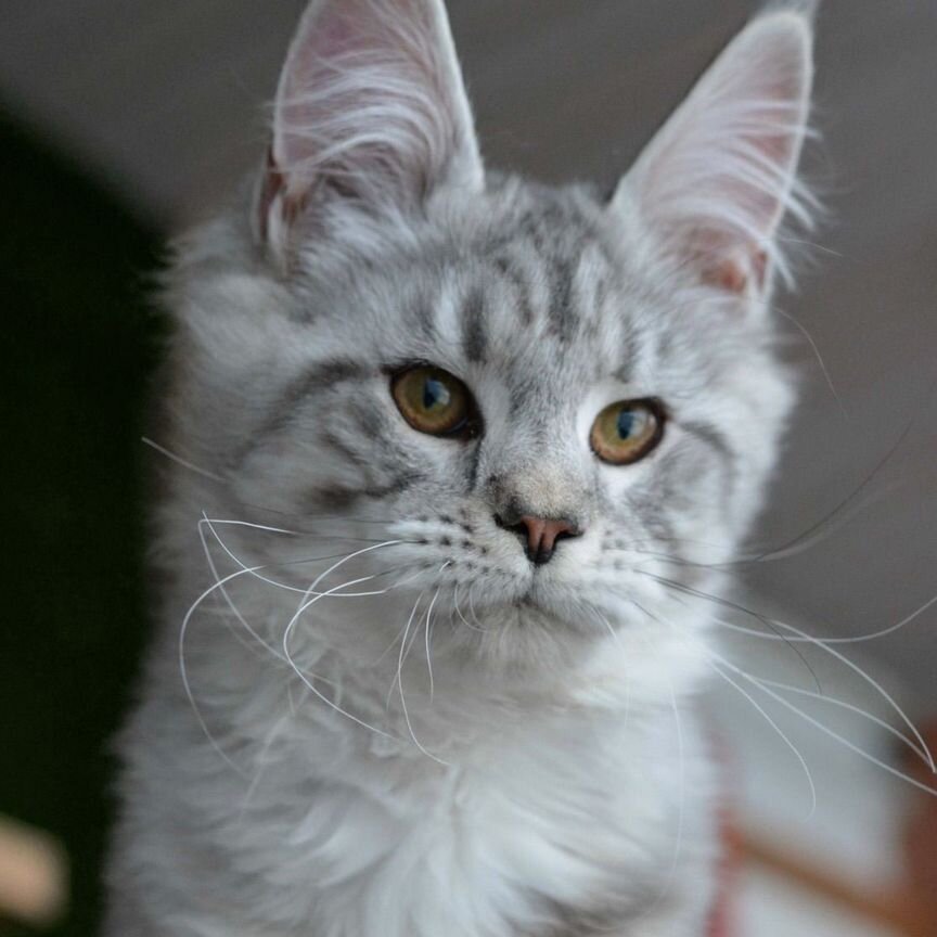 Мейн-кун котёнок