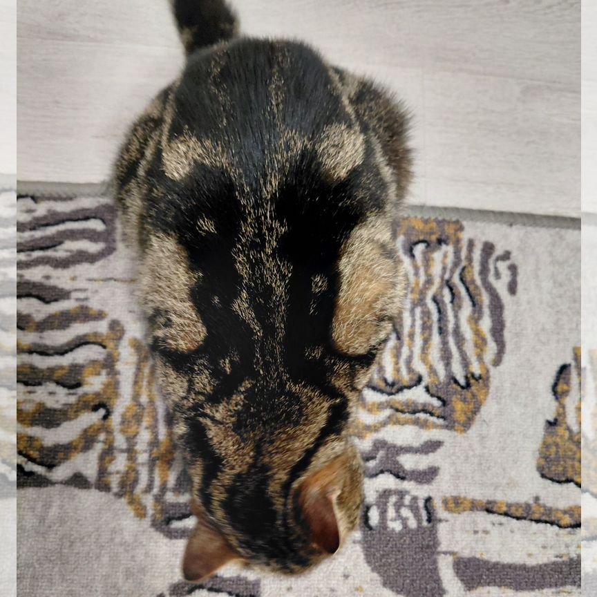 Шотландская прямоухая короткошёрстная, взрослая кошка