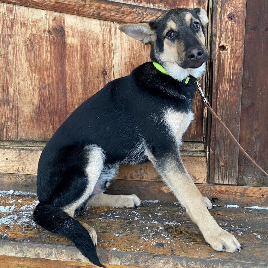 Щенок в добрые руки