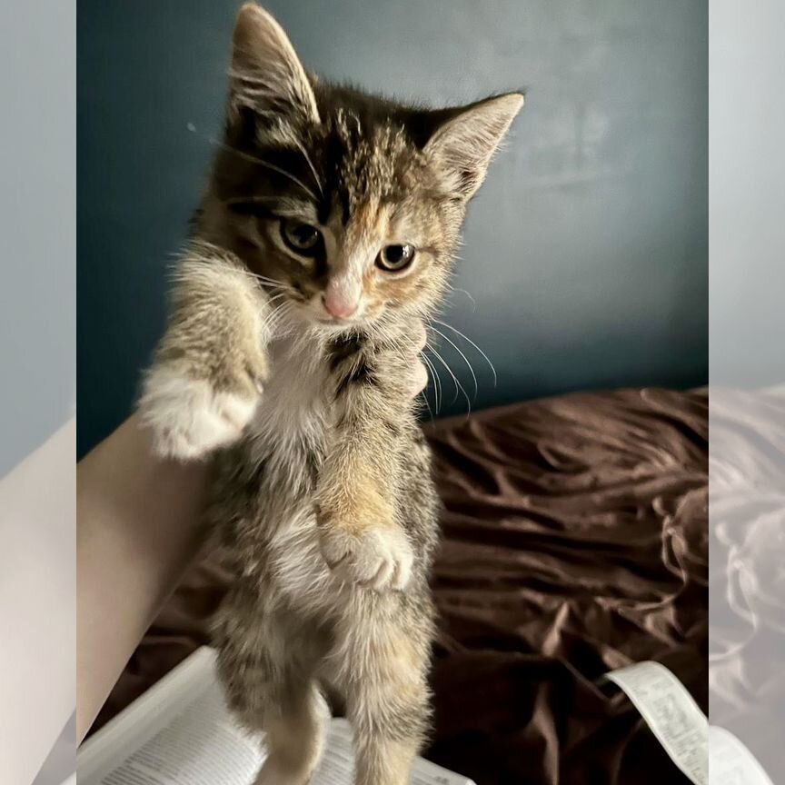 Котёнок в добрые руки