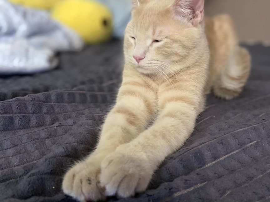 Кот