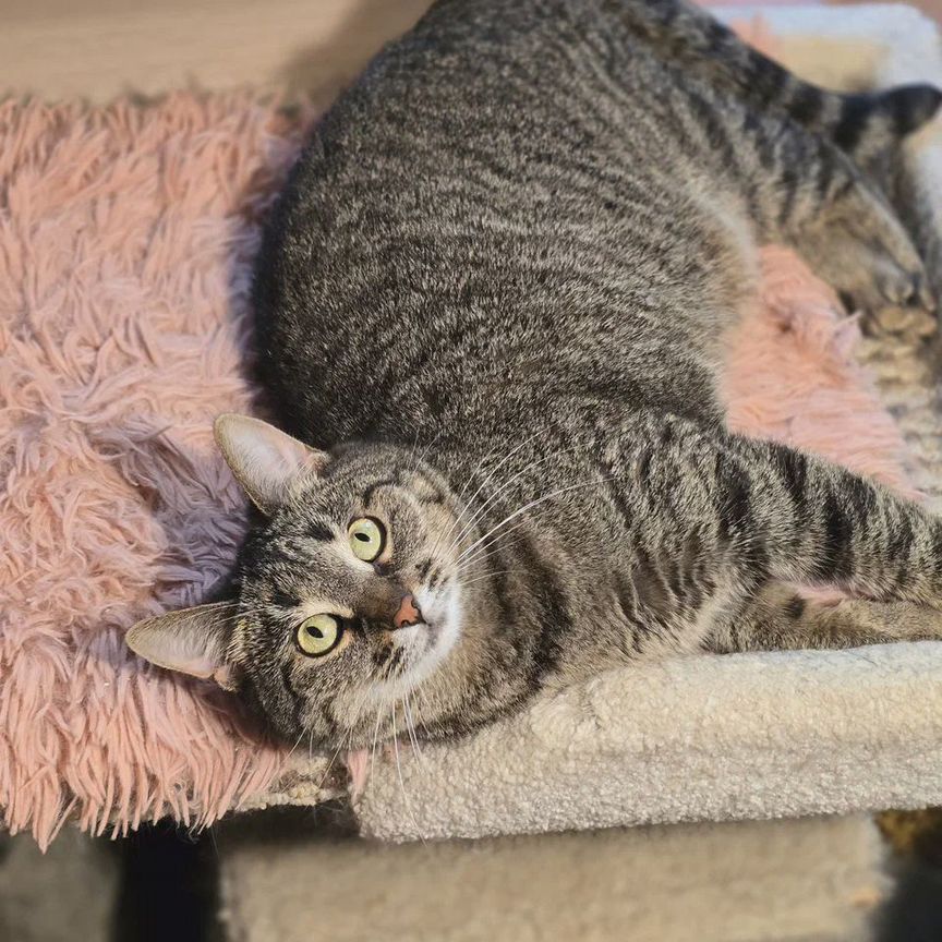 В добрые руки