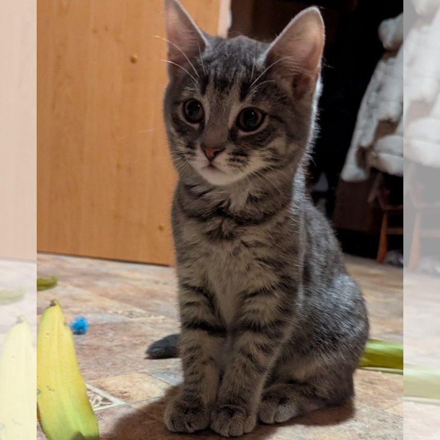 Котёнок от частного владельца