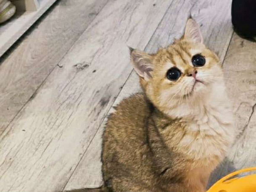 Золотая куколка с родословной