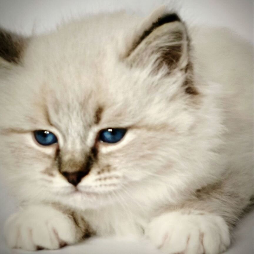Невский маскарадный котенок