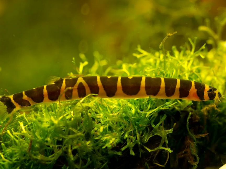 Акантофтальмус - Acanthophtalmus, добрые "змейки"