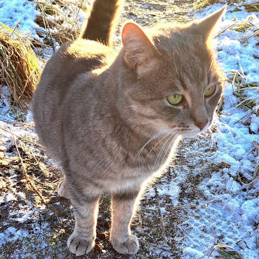 Взрослый кот в добрые руки