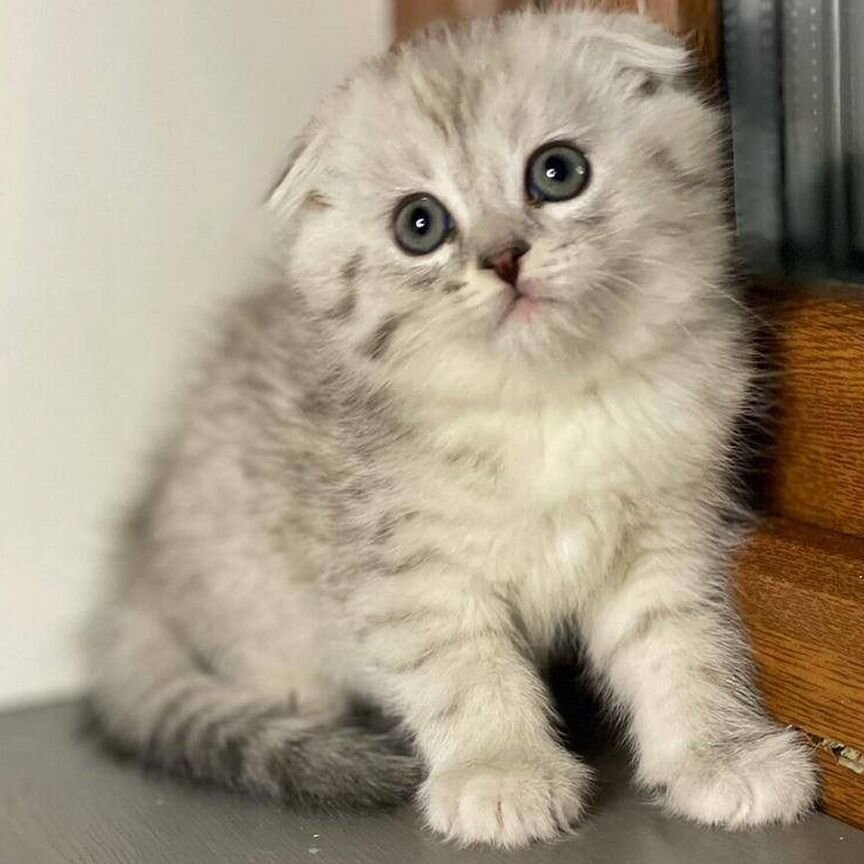 Шотландский вислоухий короткошёрстный котёнок