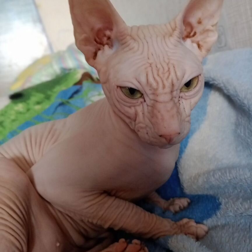 Канадский сфинкс