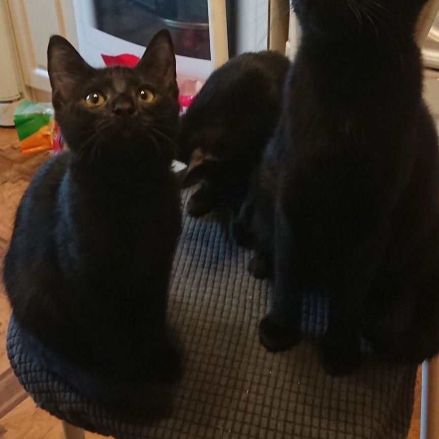 Кот и Кошка черные