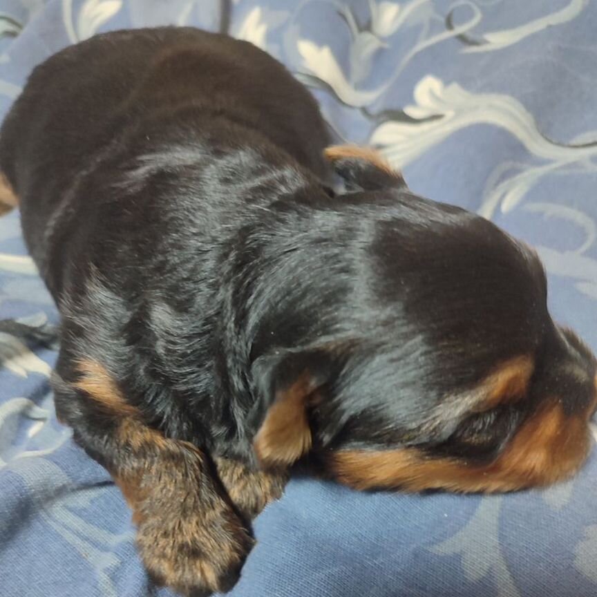 Йоркширский терьер, щенок