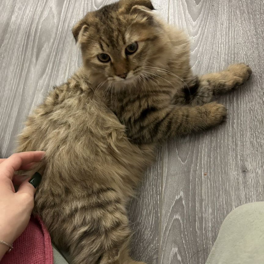 Кошка,5 месяцев в добрые руки