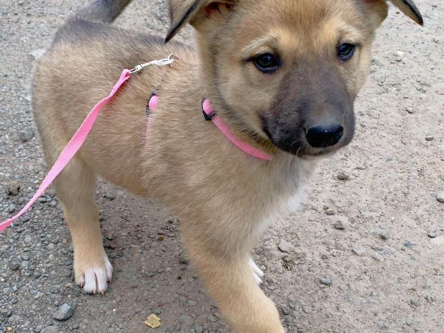 Щенок в добрые руки бесплатно