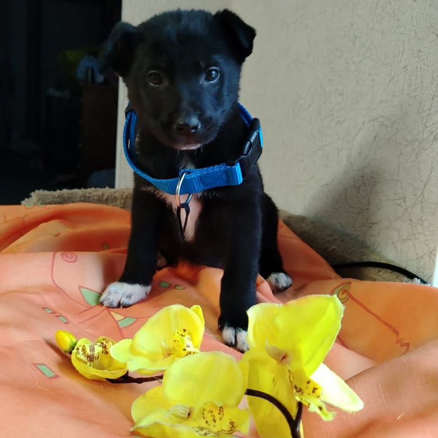 Милый щенок мальчик