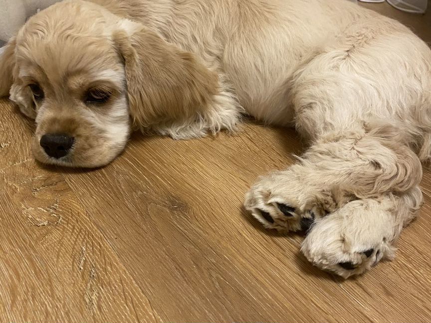 Продам американского Кокер спаниеля