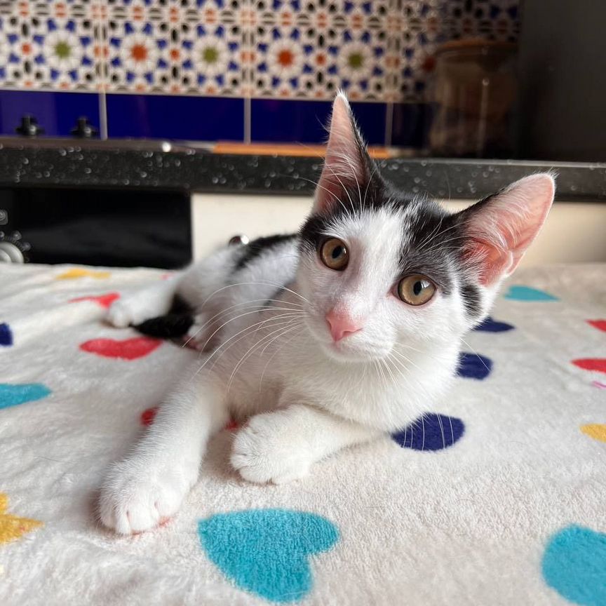 Котенок мальчик 3,5 месяца в добрые руки