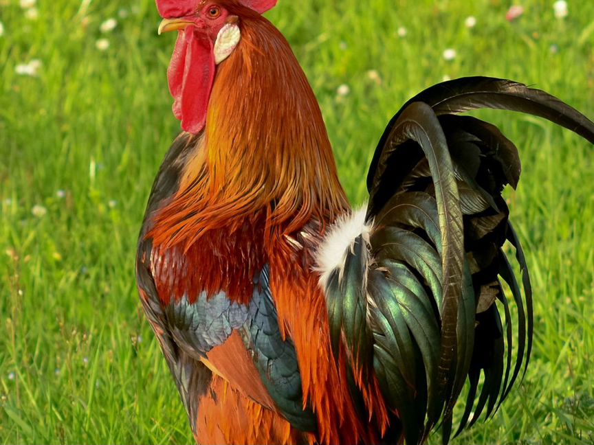 Продам молодых петушков