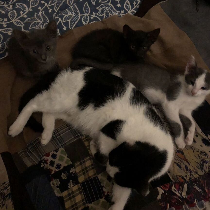 Котята котики от мышеловной кошки даром
