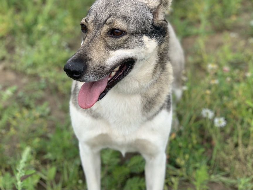 Собака в добрые руки