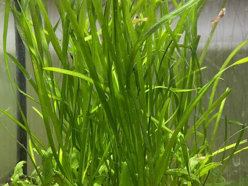 Валлиснерия