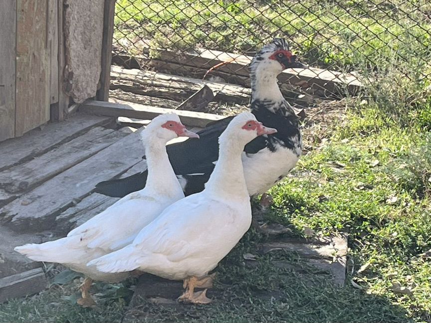 Мускусные утки