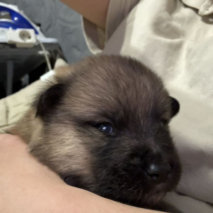 Щенки акита ину