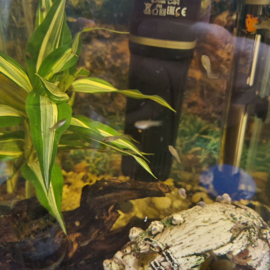 Мальки гуппи