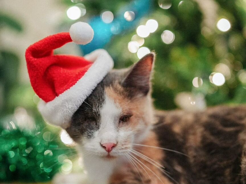 Кошка