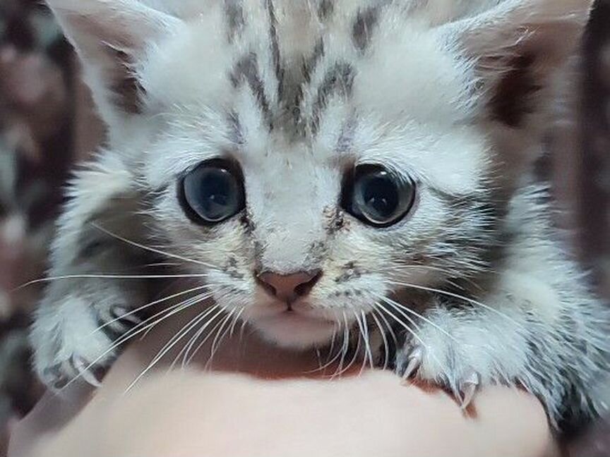 Котёнок ищет дом