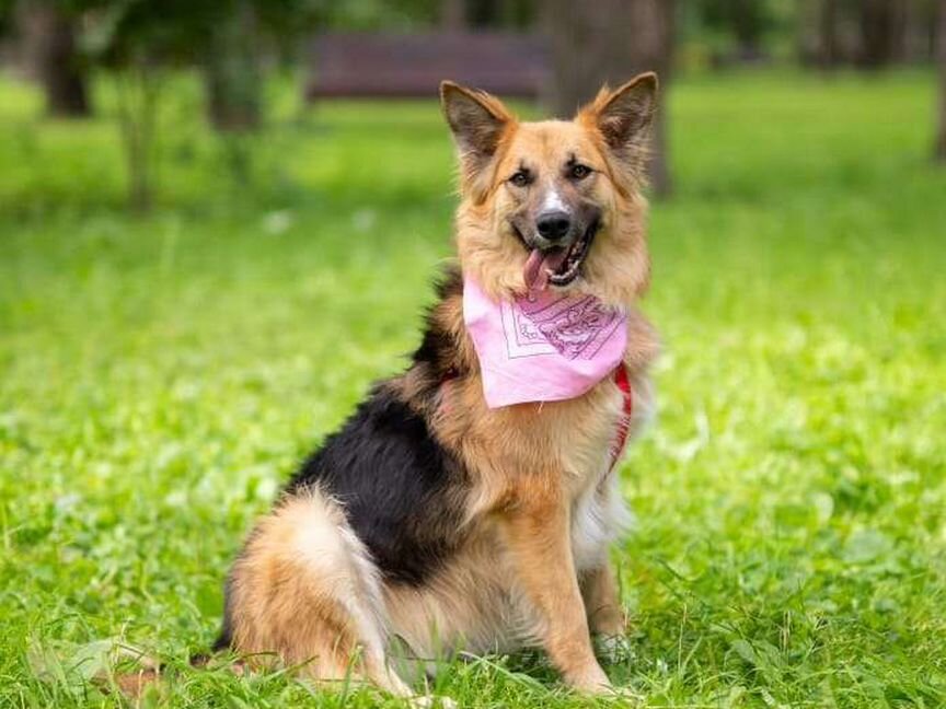 Добрая пушистая Овчарка-Лайка Лили