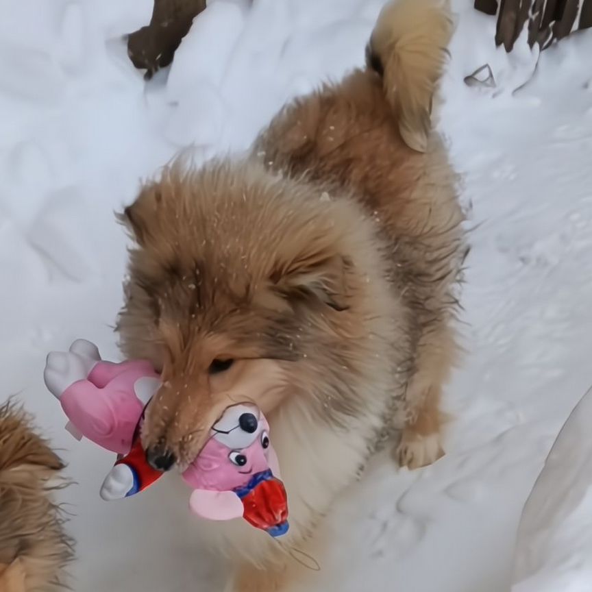 Колли, щенок