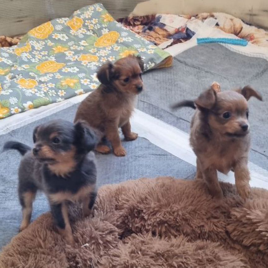 Русский той-терьер, щенок