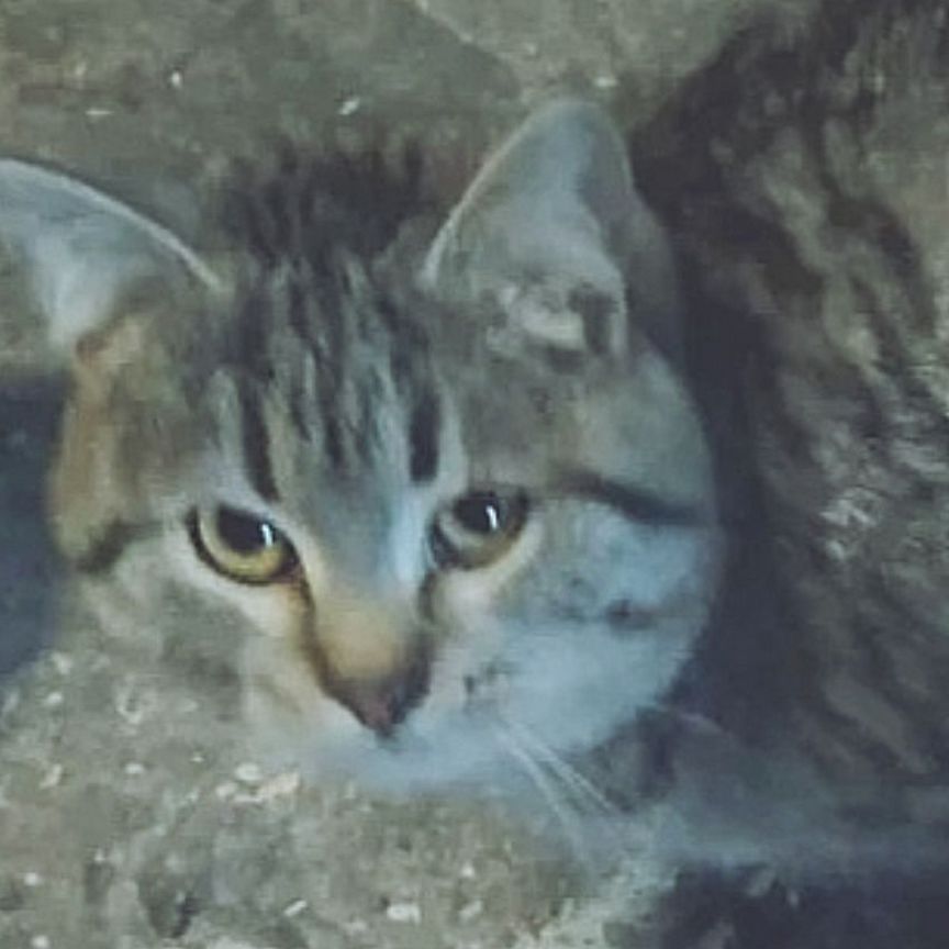 Взрослый кот в добрые руки