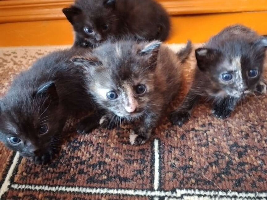 Кошка