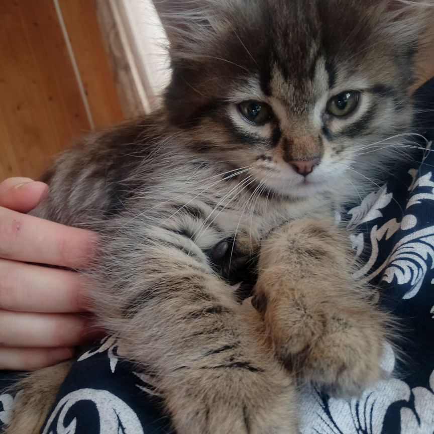 Котенок мальчик