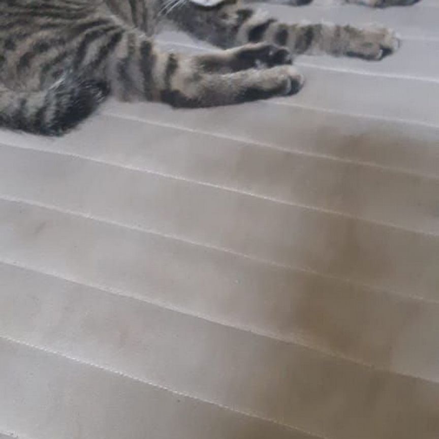 Котик в добрые руки