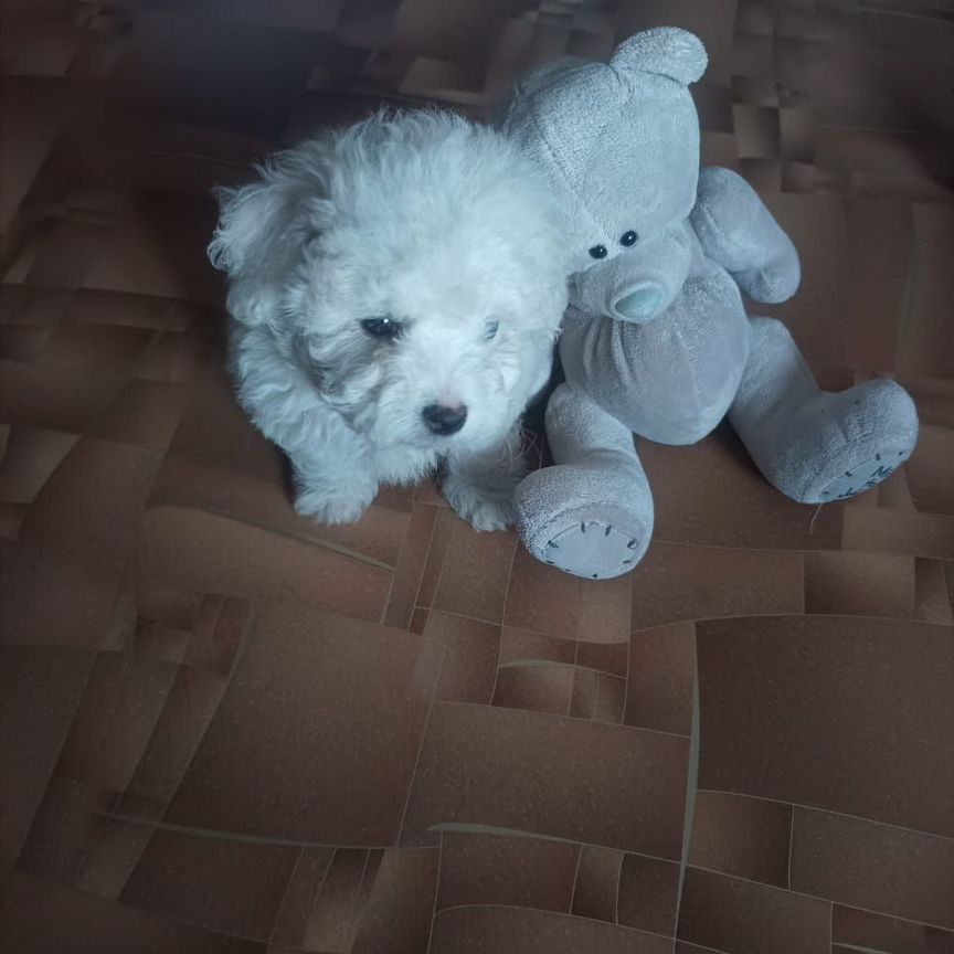 Бишон фризе мальчик в москве с документами