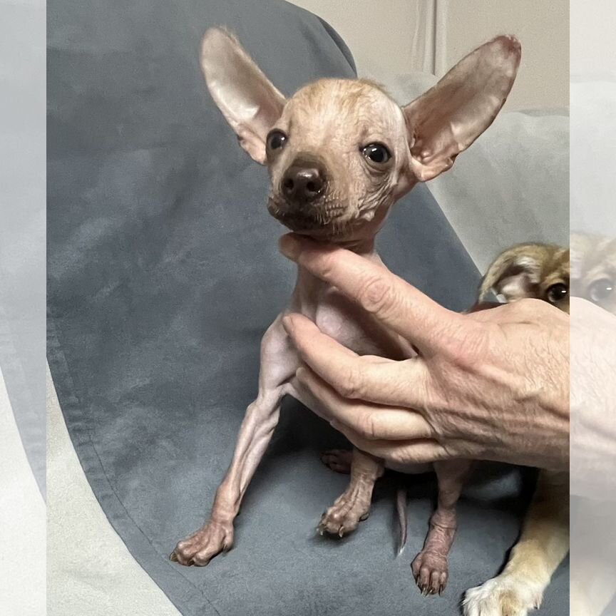 Мексиканская голая собака, щенок