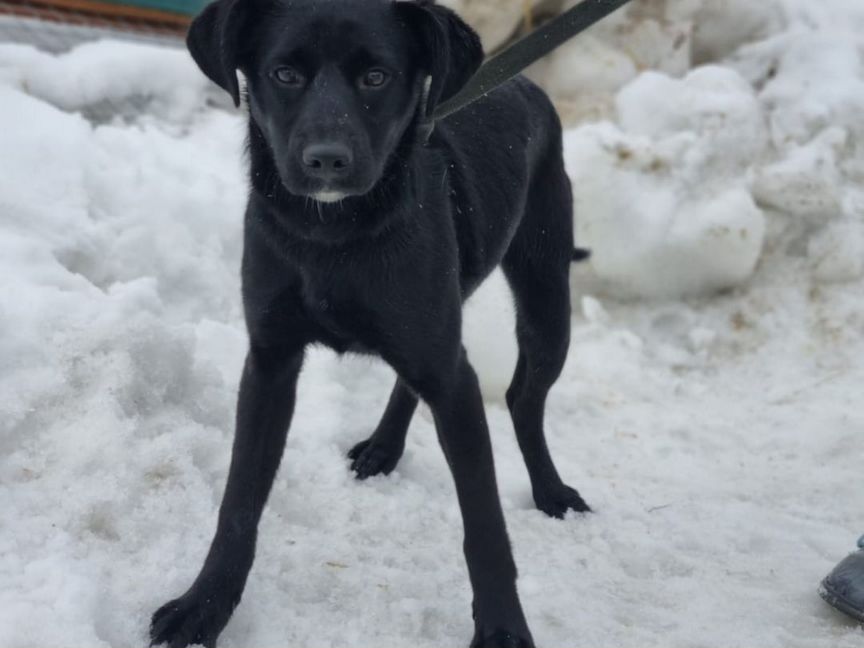 Худенький щенок Бобик ждёт маму