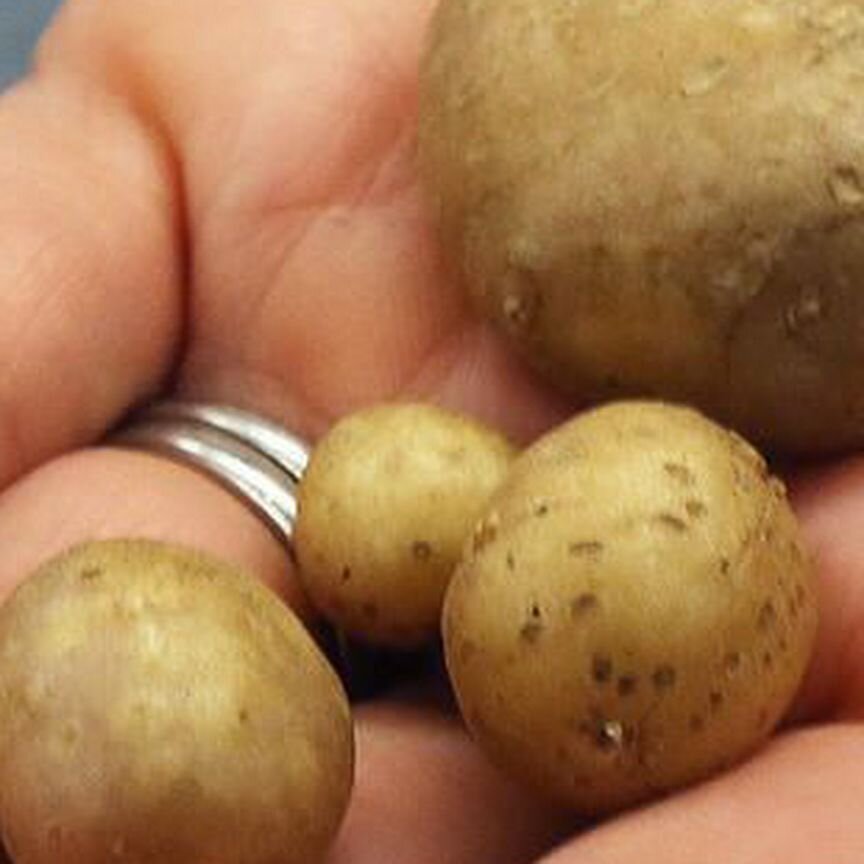 Картофель мелкий на корм