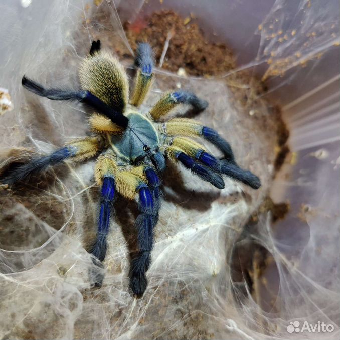 Monocentropus balfouri L2-L3