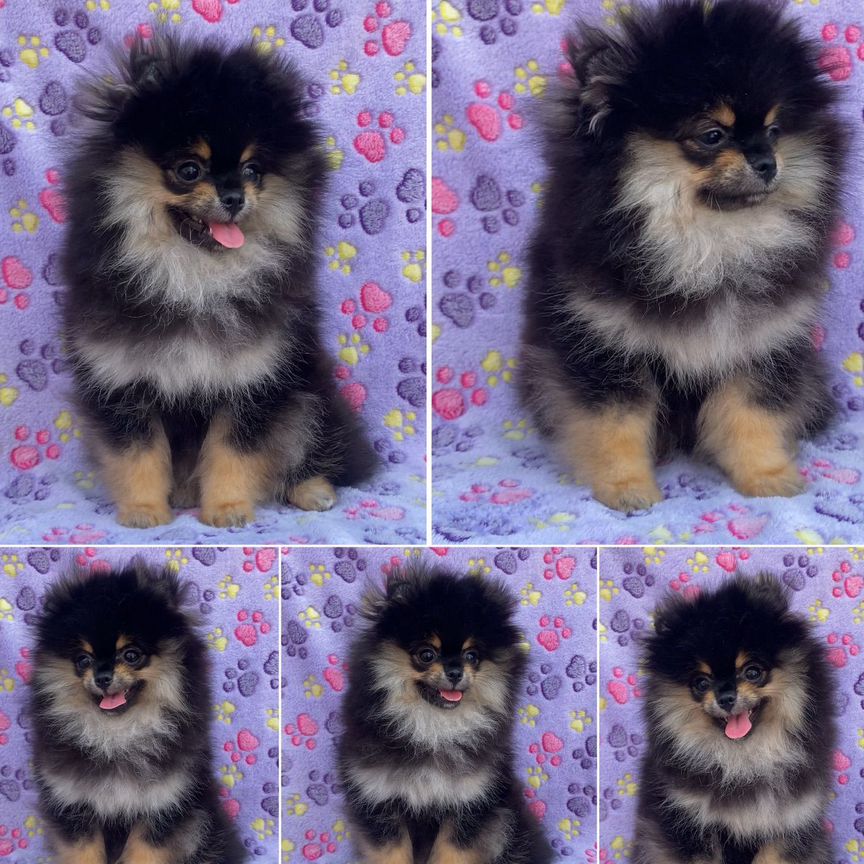 Померанский шпиц, щенок