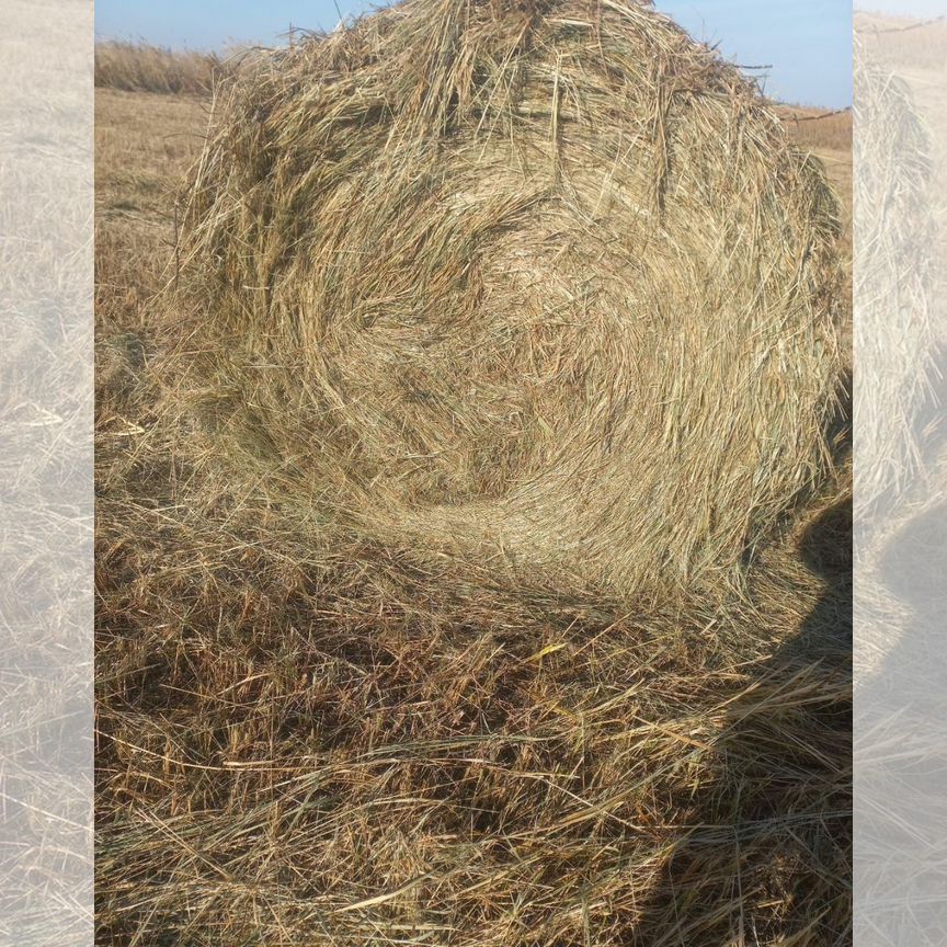 Сено в рулонах и солома