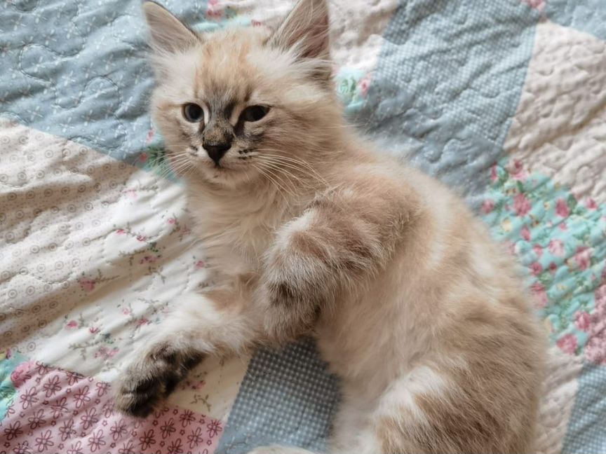 Котенок с голубыми глазами