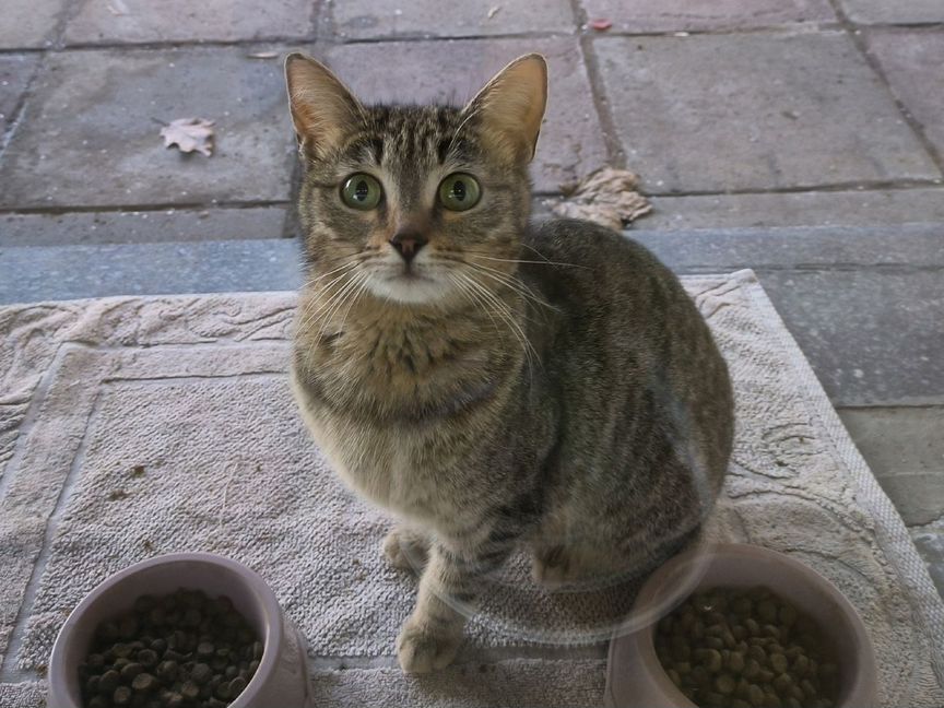 Молодая кошечка, в хорошие руки
