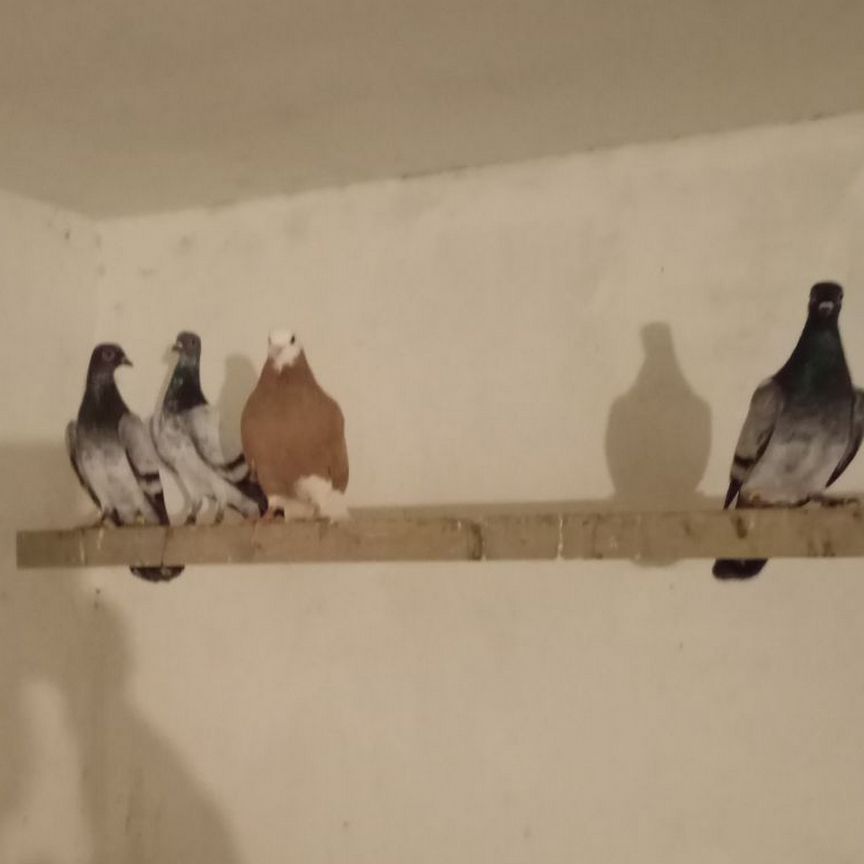 Продажа голубей