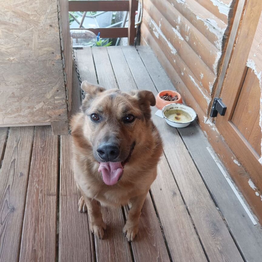 Собака на цепь, 6 лет