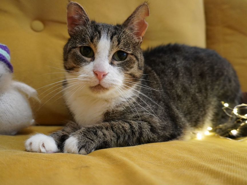 Котик ищет дом