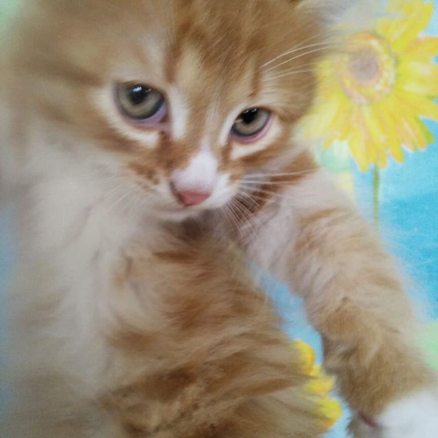 В Добрые руки 4 котёнка