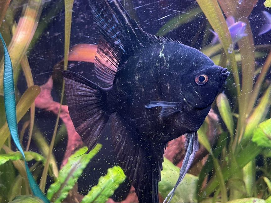 Взрослый самец скалярия